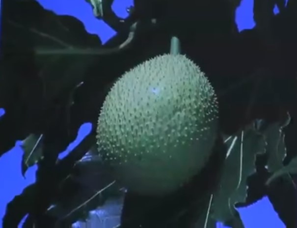 Pana, Arbol Del Pan, Panapen - Pregúntale a Frank